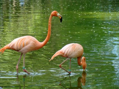 Las Fotos de Javi: EL CORTEJO