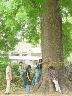 NEEM INDIANO: NEEM INDIANO