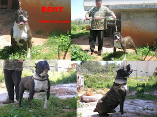 BANDOGFARM REGENCY MASTIFF FROM GREECE: RONY from Lucero's Working ...