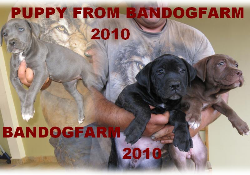 BANDOGFARM REGENCY MASTIFF FROM GREECE: PUPPY FROM BANDOGFARM 2010
