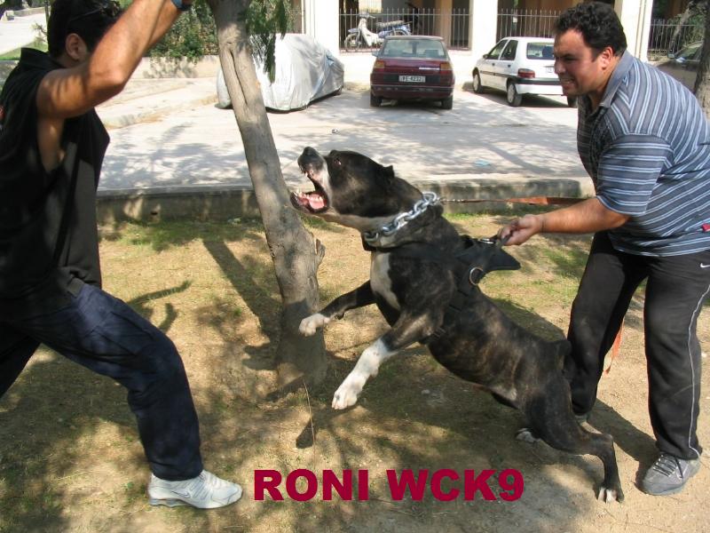 BANDOGFARM REGENCY MASTIFF FROM GREECE: RONY from Lucero's Working ...