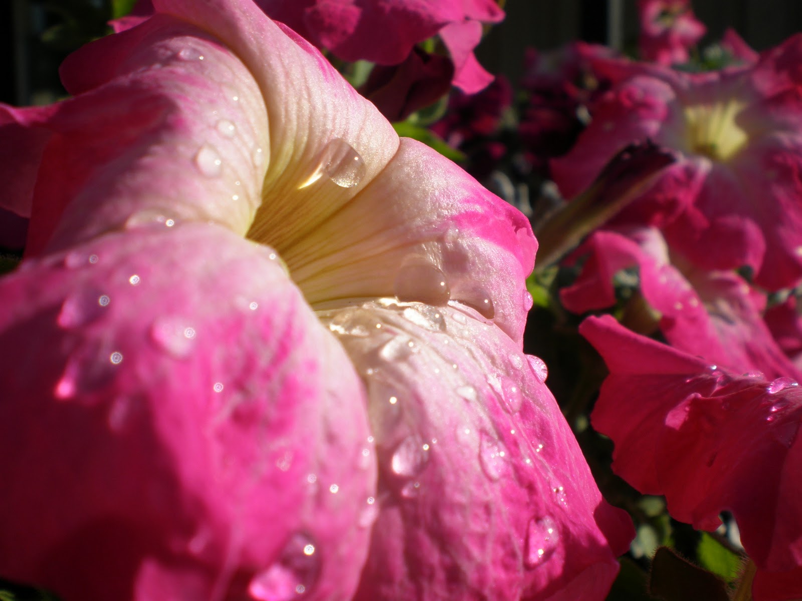 Elery multimeedium: minu suve pildid