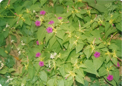 Memories and adventures of a Sri Lankan born vegan: My garden- a story ...