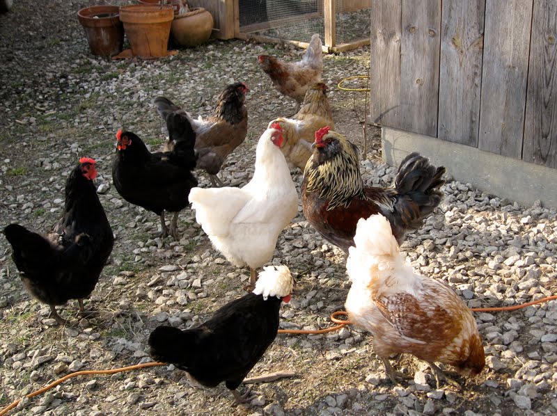 gardening with turtles: Chicks, hens, chickens and chickhens