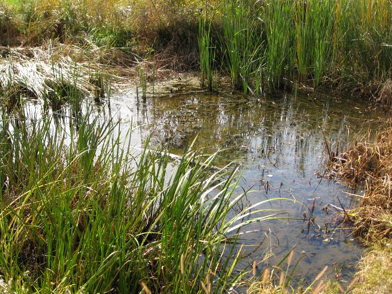 gardening with turtles: Just a couple minutes away from where I live...