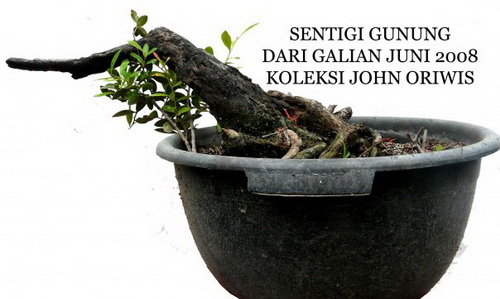 GALLERI BONSAI: SENTIGI GUNUNG