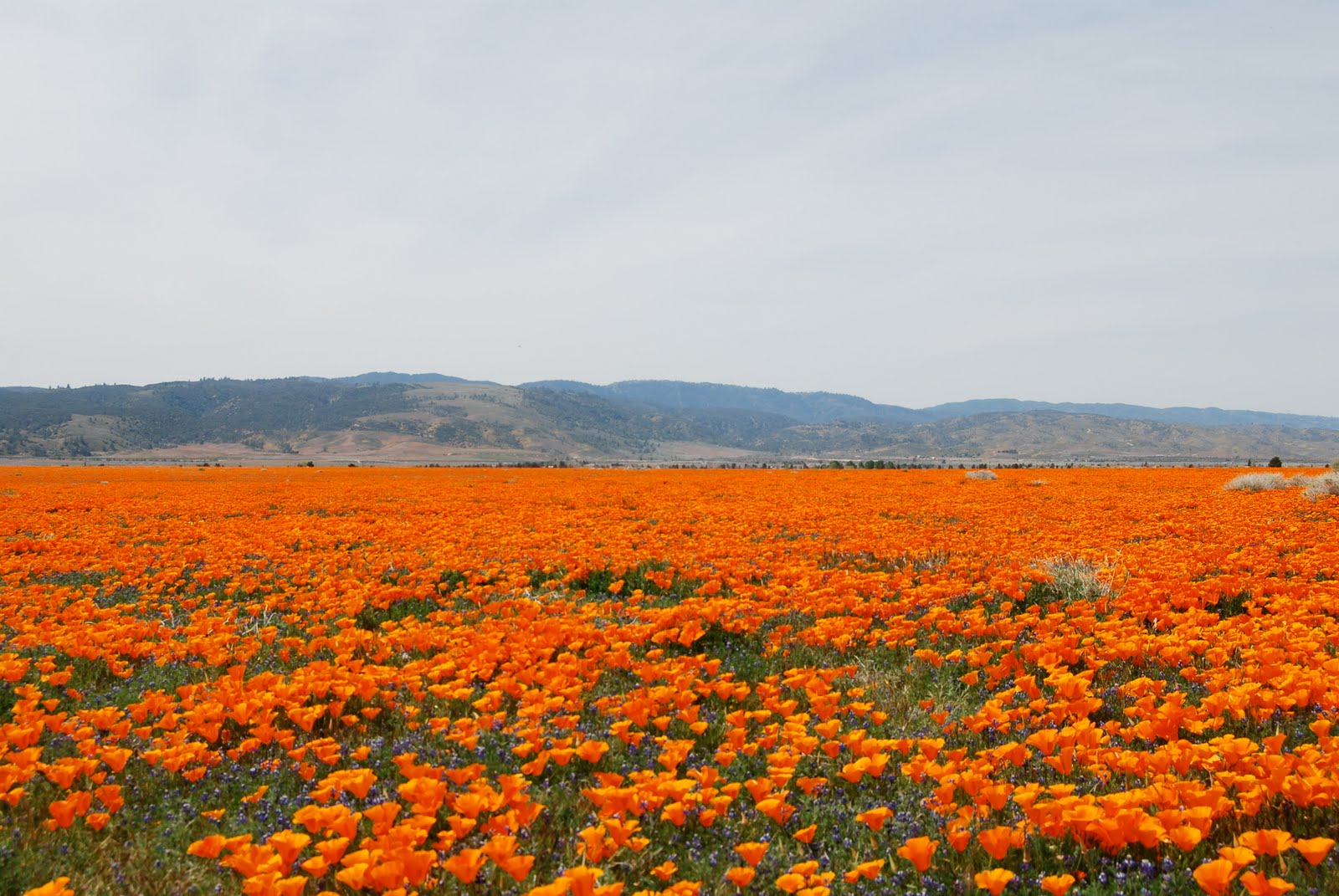 365 los angeles: #120: Antelope Valley Poppy Reserve