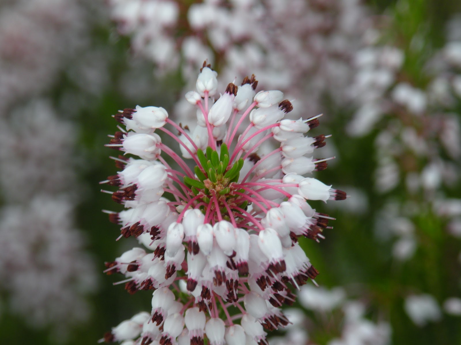 ENTRE FLORES Y PLANTAS: Cepell/Bruc d´invern/Brezo de invierno