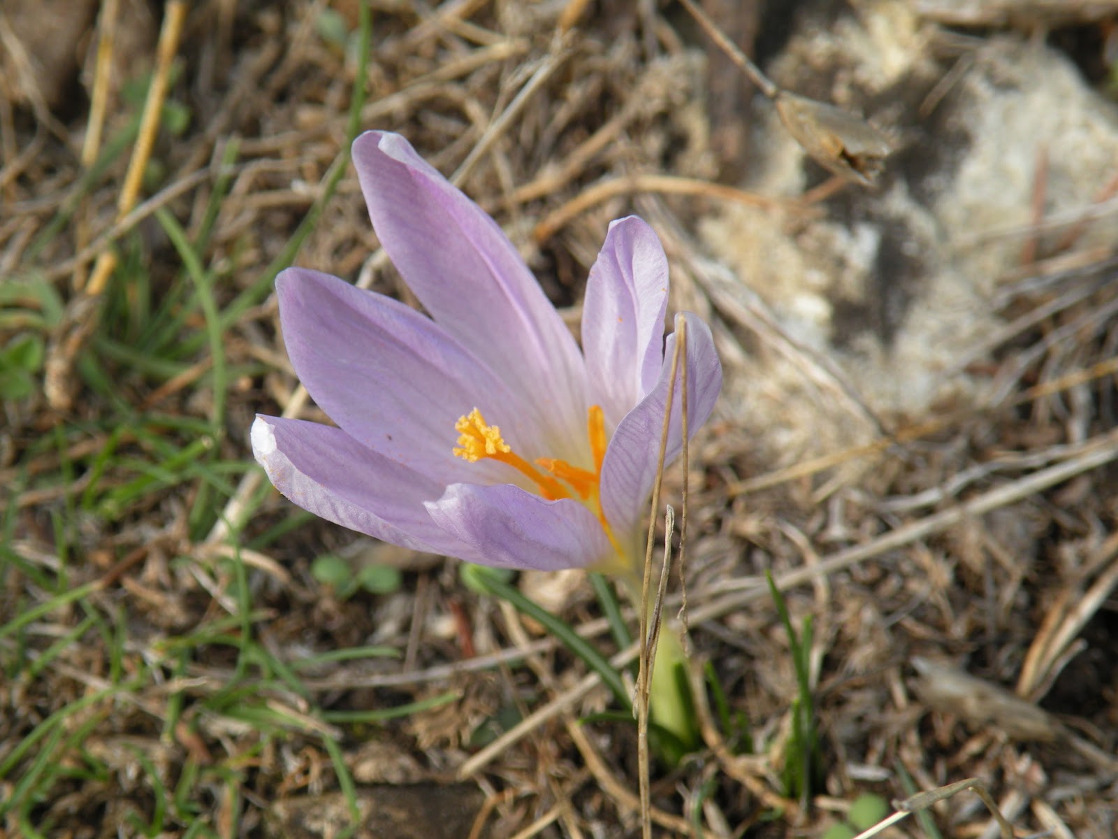 ENTRE FLORES Y PLANTAS: Safrà bord/Safrà de monte/ Azafran silvestre