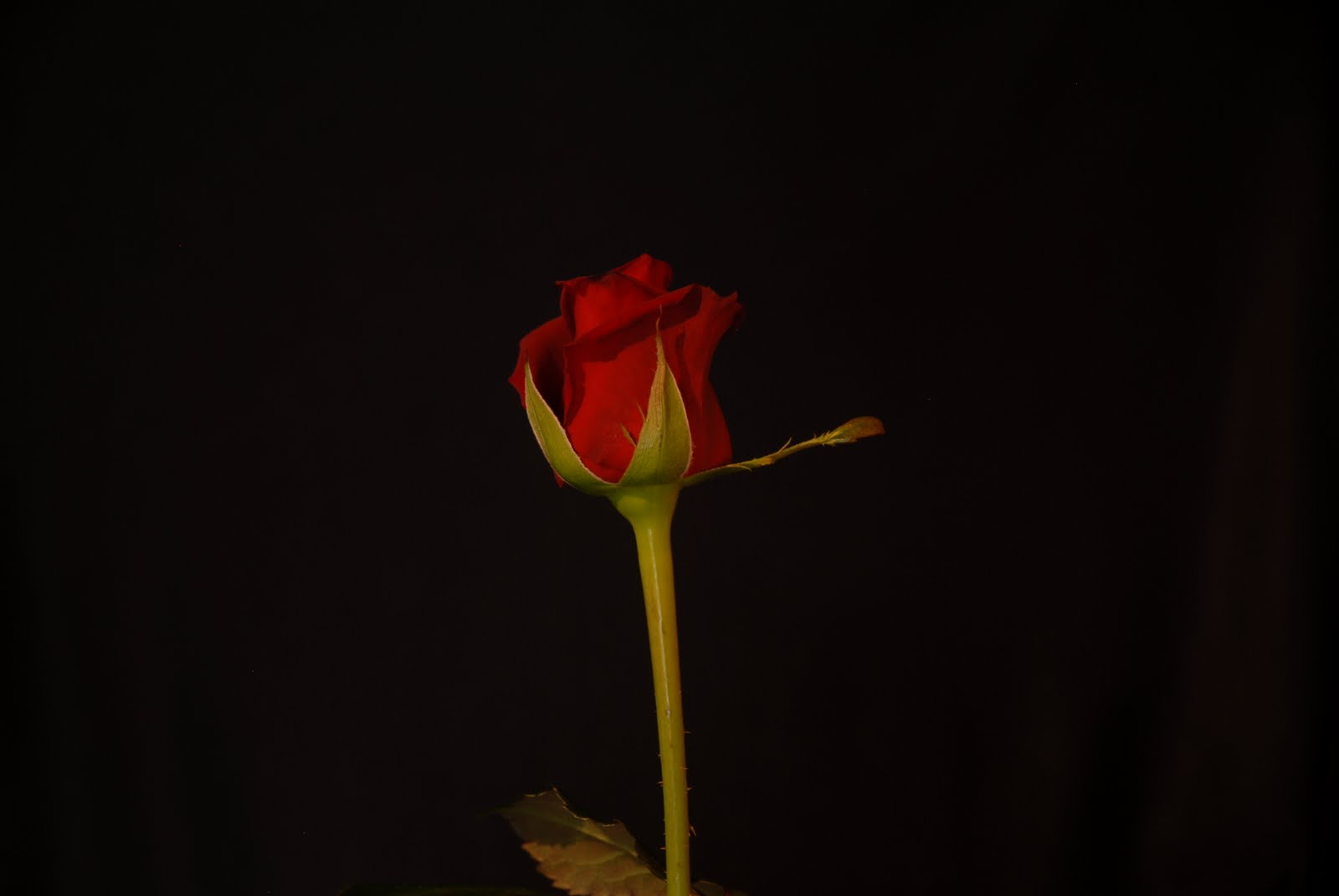 Paramore-Conspiracy: Photoshop editing of the rose