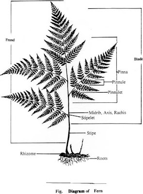 Woodland Fern Garden Pierrepont State Park