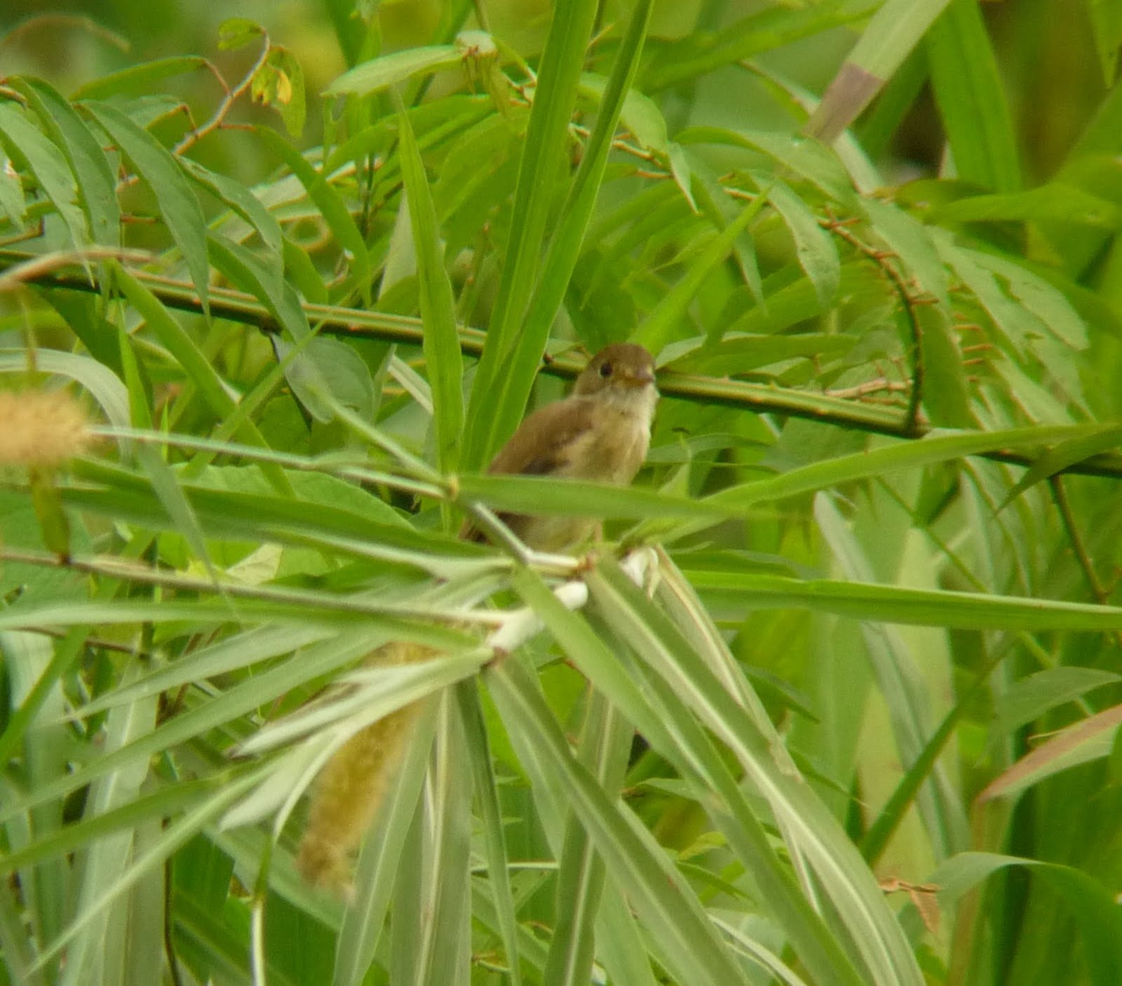 Gray-headed Piprites, a report by Euclides Campos