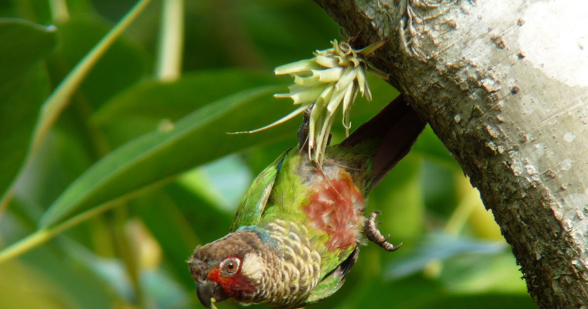 Azuero Parakeet at Cobachón