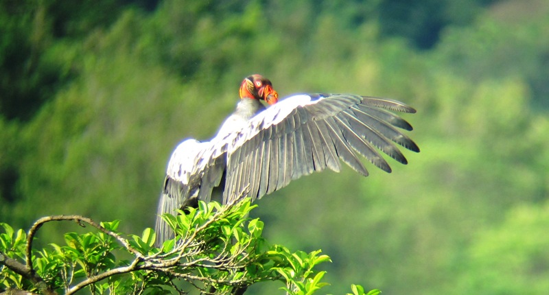 Azuero Parakeet in Rio Playita, Veraguas. A report by Venicio Wilson