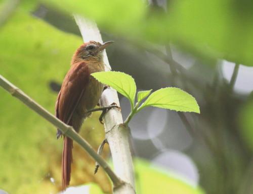 Coiba and Azuero, a report by Ken Allaire‏
