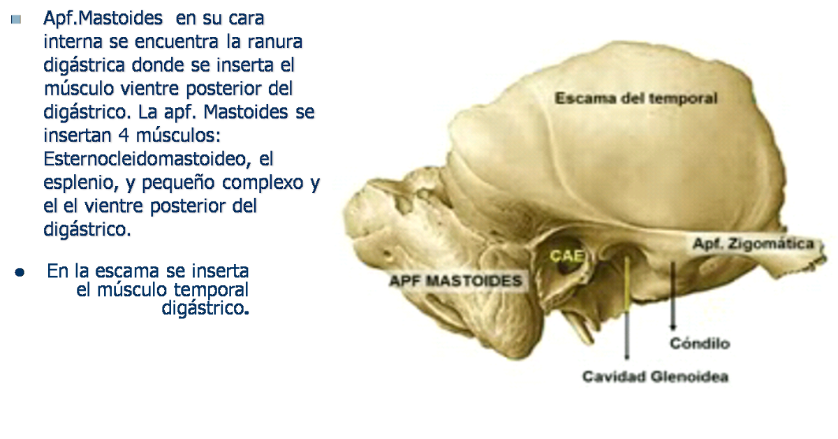 Anatomia Humana: Temporal Exocraneo