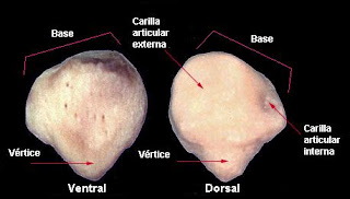 Anatomia Humana: Rotula