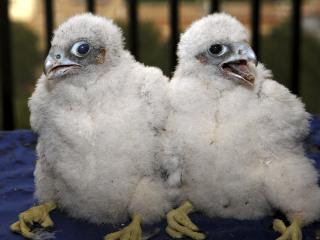 Animales de ayer y de hoy: Crías de halcón peregrino