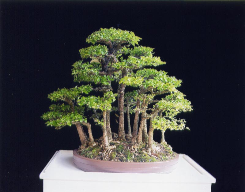 Huerto Improvisado Improvised Vegetable Garden: Bosques bonsai (bonsai ...