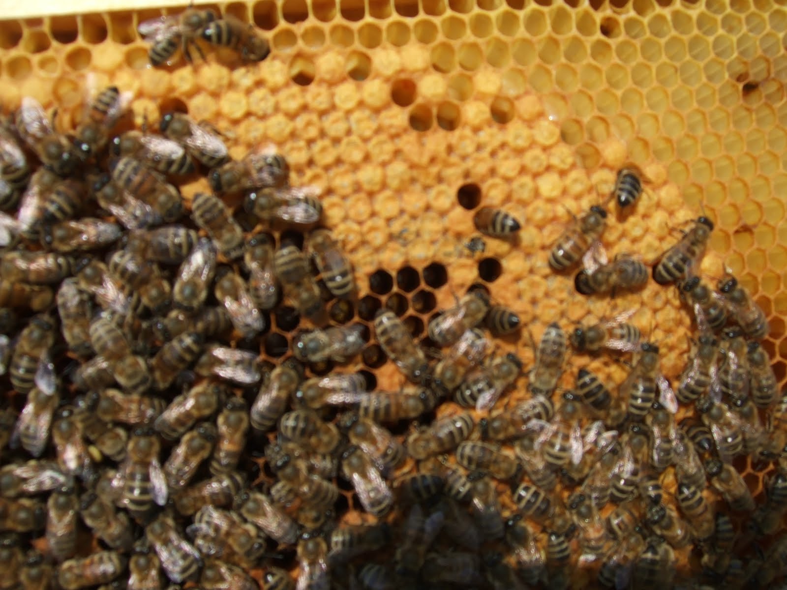 POZE CU ALBINE | MIERE ALBINE