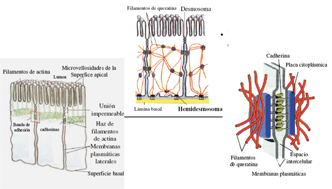 BIOLOGÍA CELULAR: UNIONES CELULARES