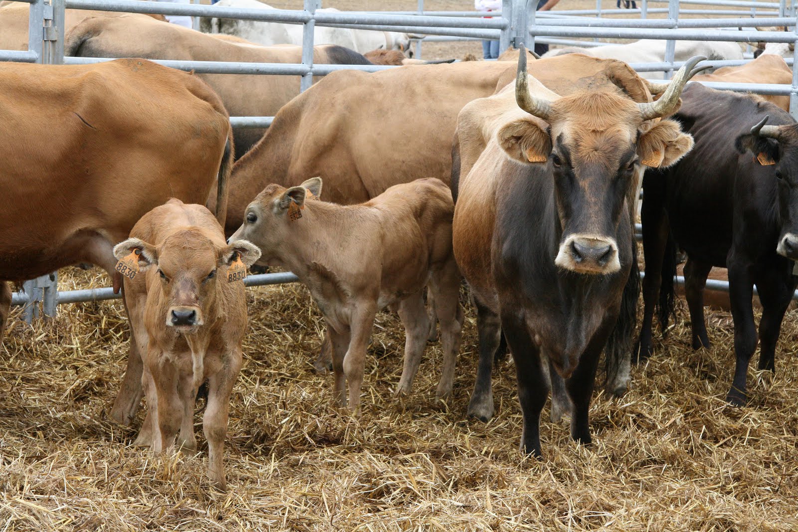 Bilbao Press Comunicación: La Vaca Monchina y el Lobo Ibérico, en ...