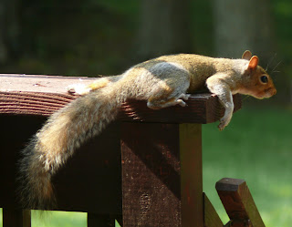 There's a New Squirrel in town ~ Flat Stanley - Totus Tuus Family ...