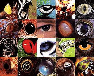 Analisis Sensorial Universidad de Valparaíso: DETERMINACION DE LA ...