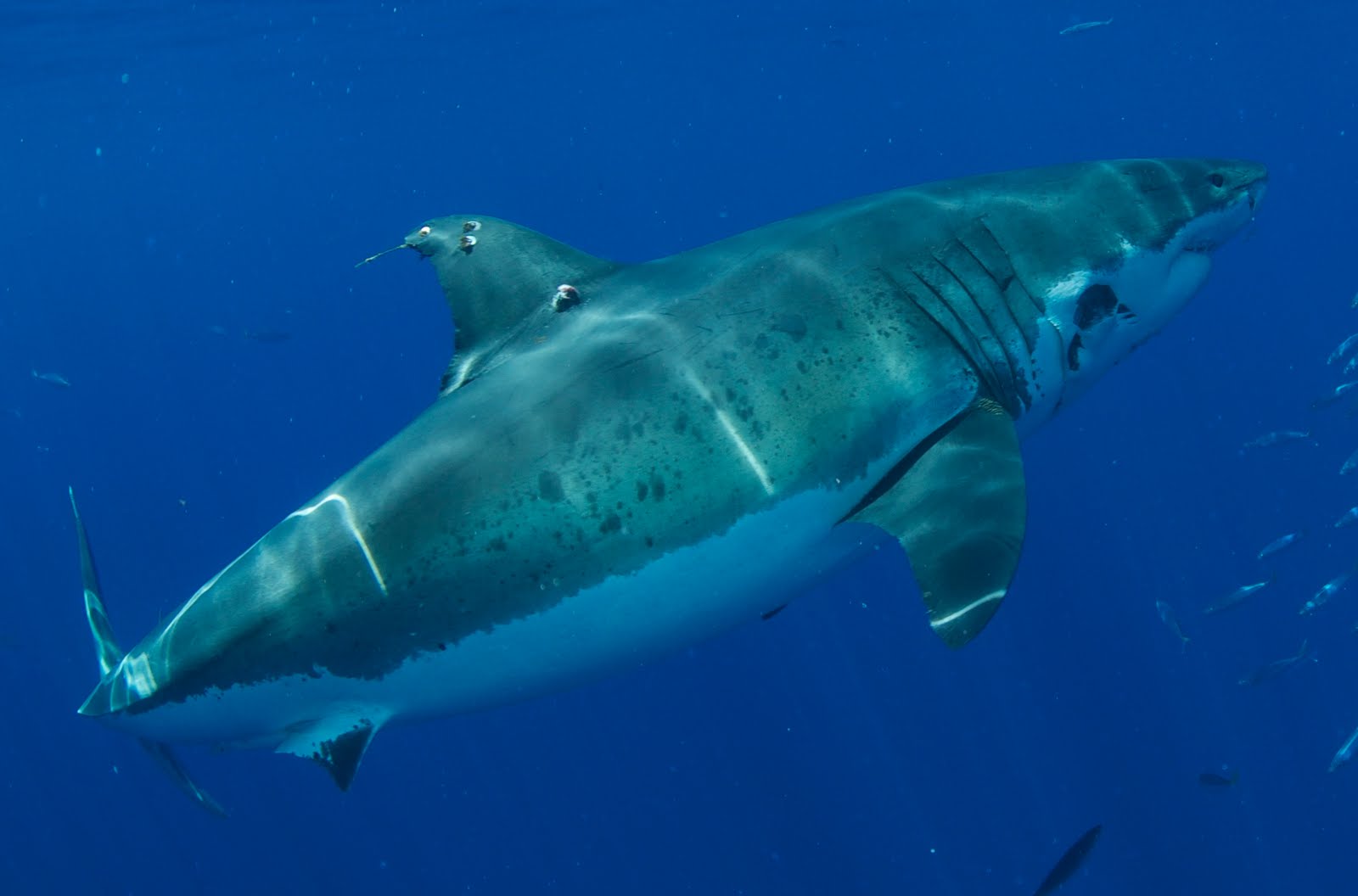 The Shark Diving International Team Blog: Isla Guadalupe Shark Season ...