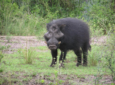 Ultimele mamifere descoperite – EcoMagazin.ro