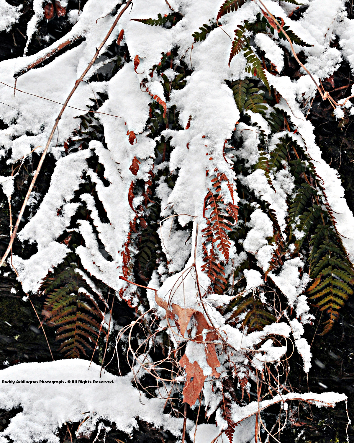 The High Knob Landform: Glorious Spring Renewal & March Madness!