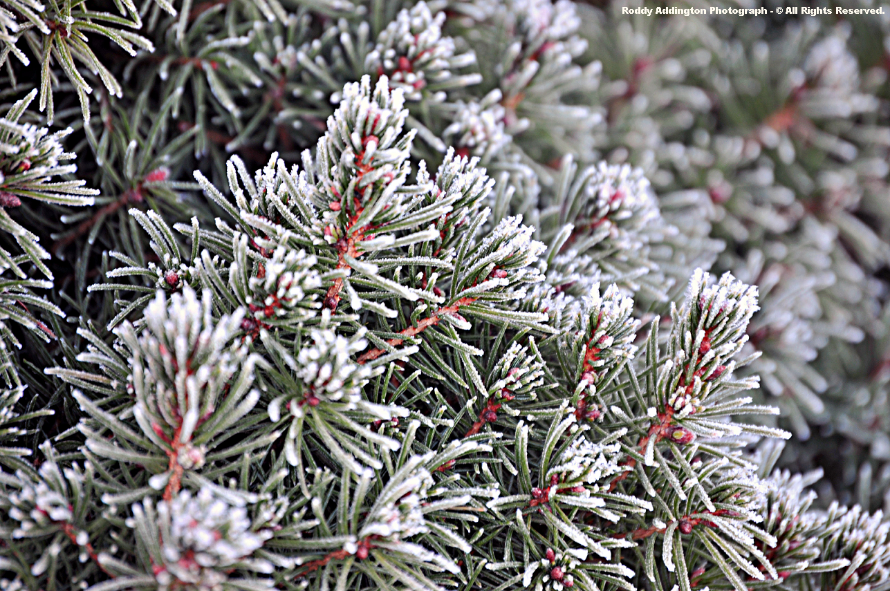 The High Knob Landform: Glorious Spring Renewal & March Madness!