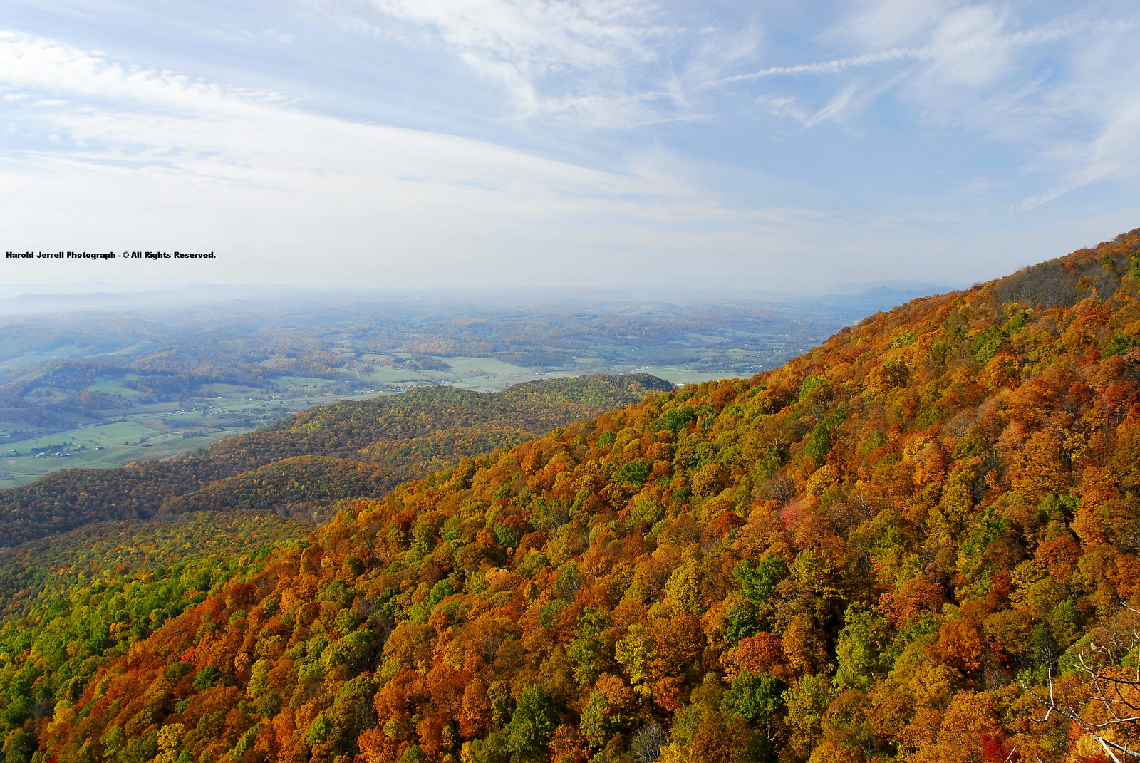 The High Knob Landform: Trees & Shrubs of The High Knob Landform