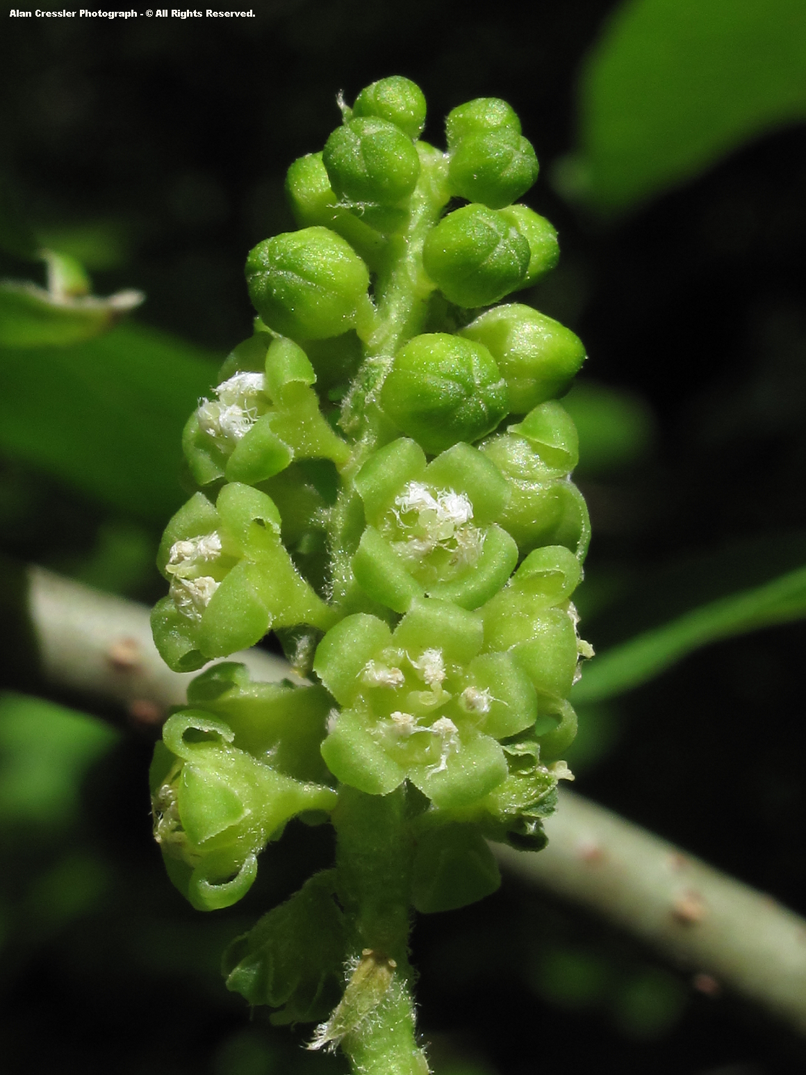 The High Knob Landform: Trees & Shrubs of The High Knob Landform
