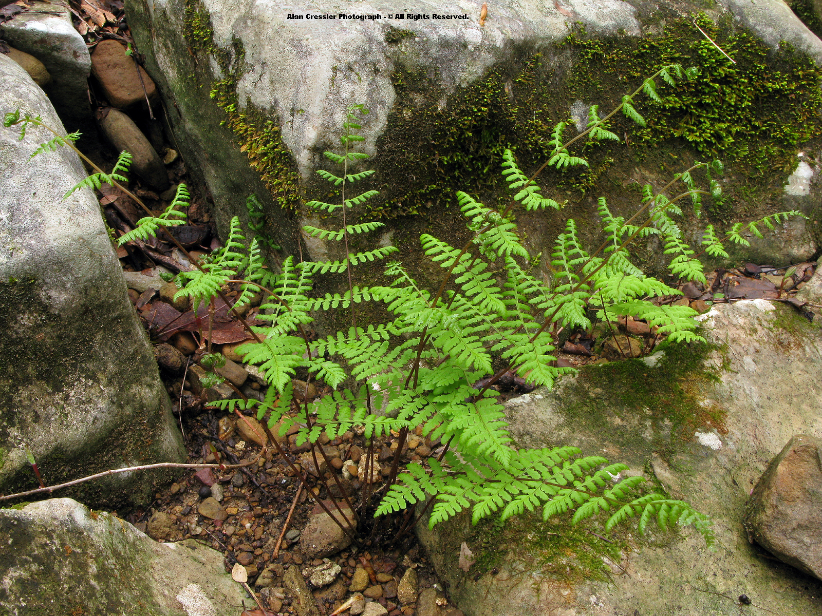 The High Knob Landform: Flora 3: Ferns of The High Knob Landform