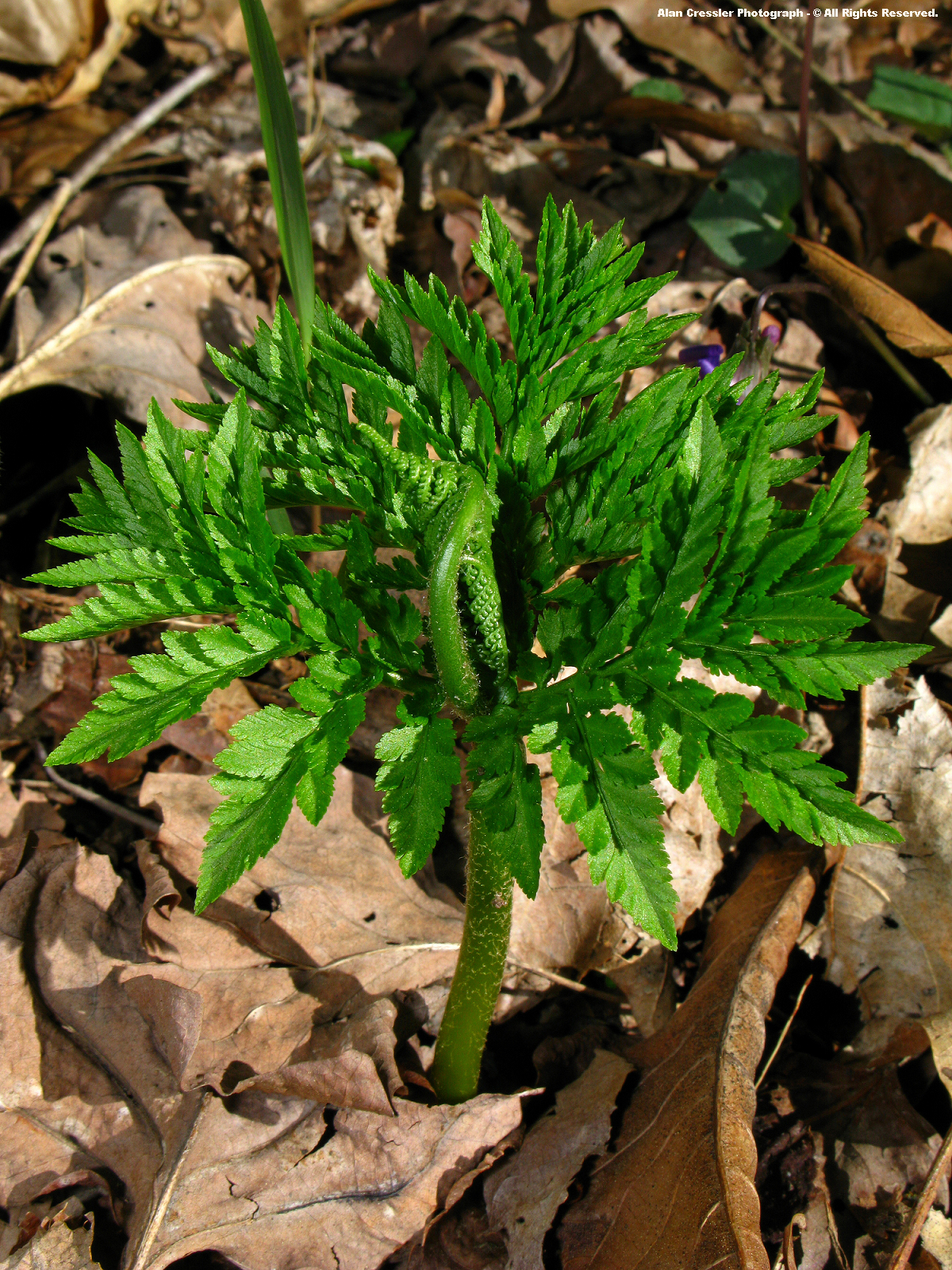 The High Knob Landform: Flora 3: Ferns of The High Knob Landform