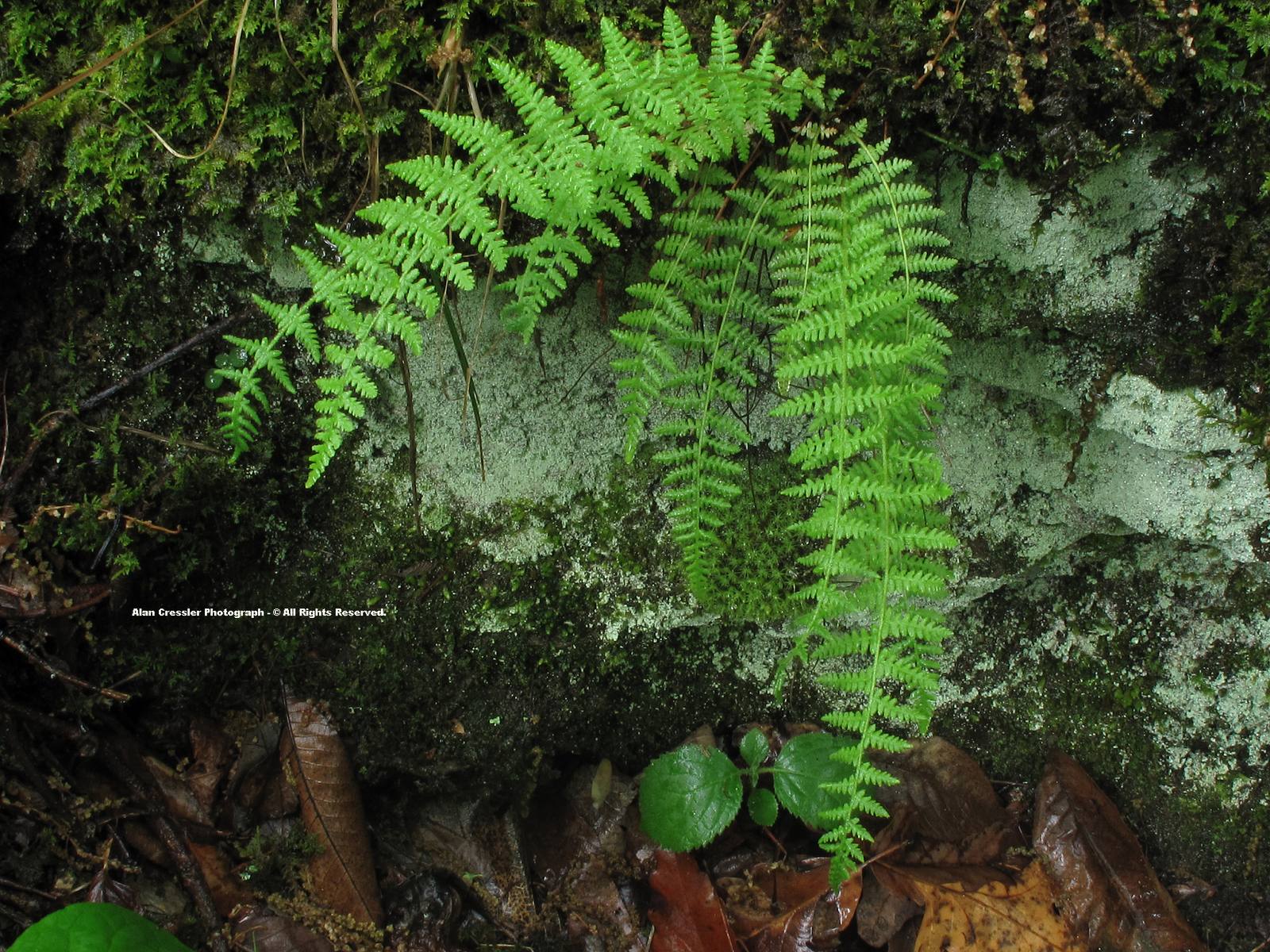 The High Knob Landform: Flora 3: Ferns of The High Knob Landform