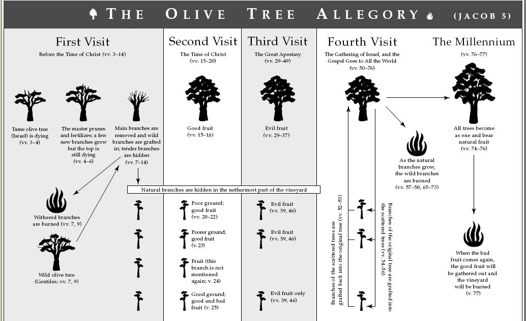Becoming LDS: The Olive Tree Allegory: Jacob 5