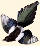 The Magpie Mason: ‘A walk in the park’