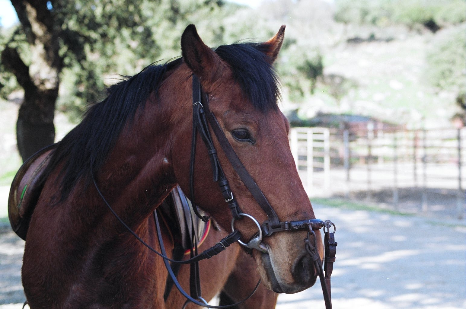 Animales Raros: El caballo, su Historia y su Jinete.