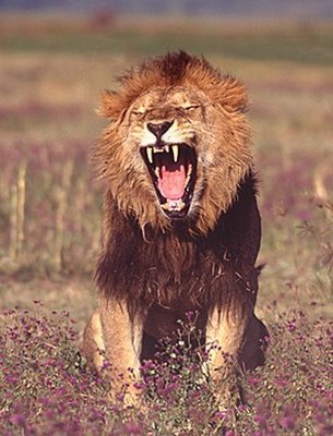 Toda Clase De Animales.: el leon