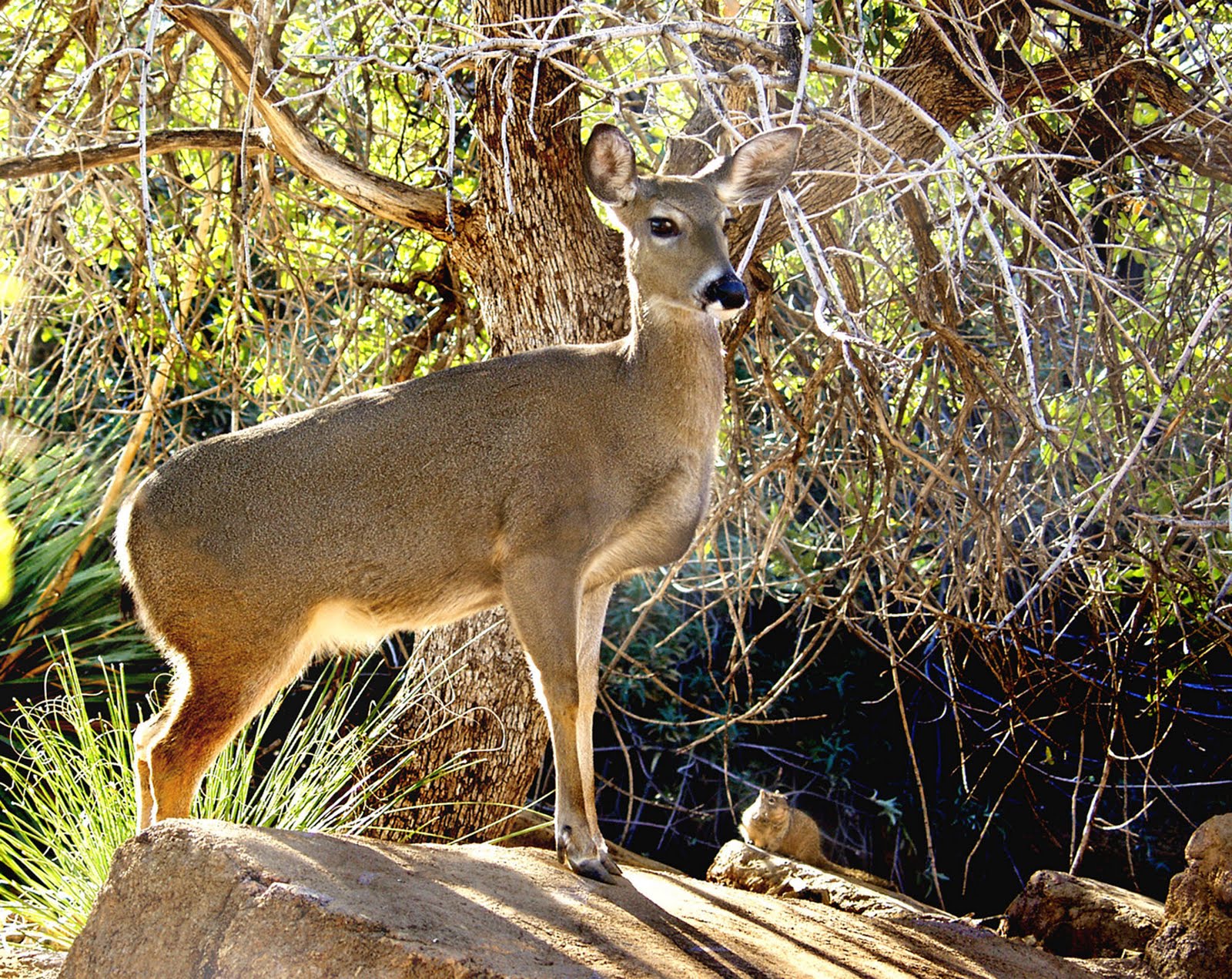 ELKINS NATURE PHOTOGRAPHY GALLERY: DEER AND SQUIRREL