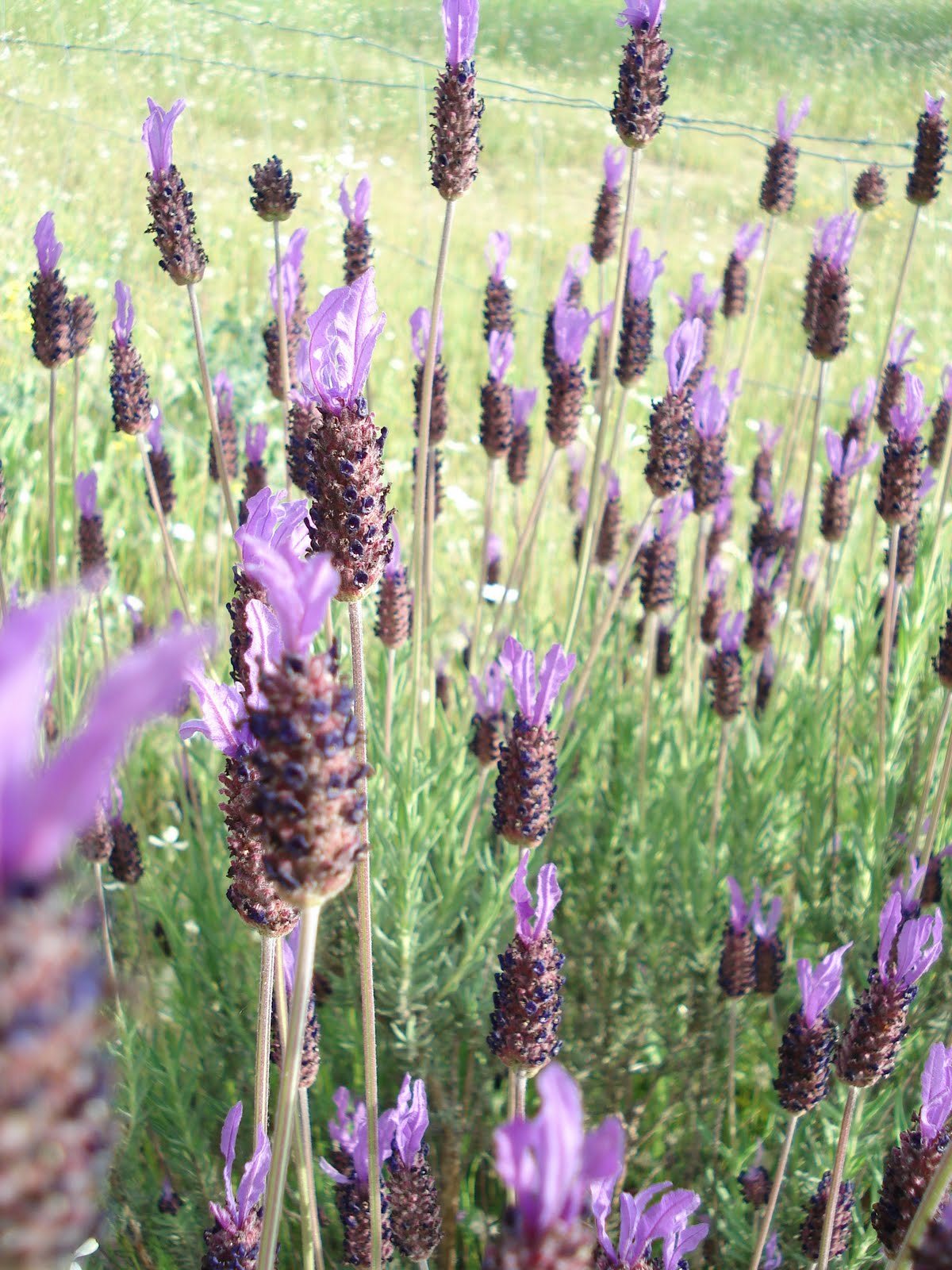 As nossas cozinhas: abril 2010