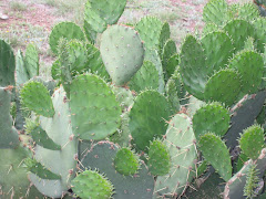 Succulents:: Favorite Succulent: the "Turtle Back"