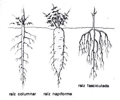 ciencias naturales: tipos de tallos ,hojas y raices