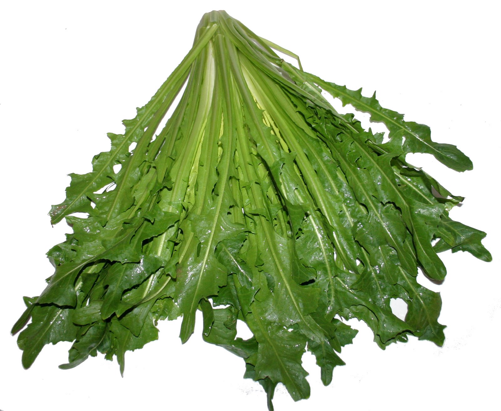 Aprendemos a comer ?: ACHICORIA