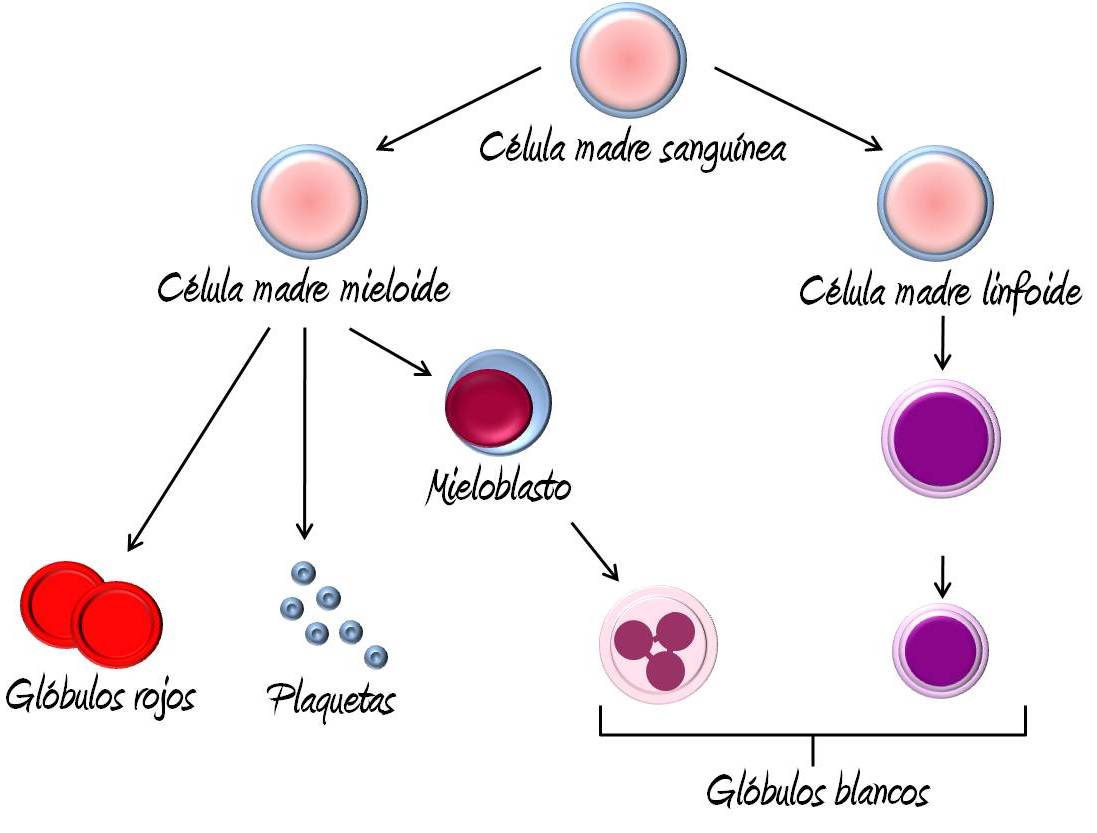 Biologia em Foco : Tipos de células sanguíneas