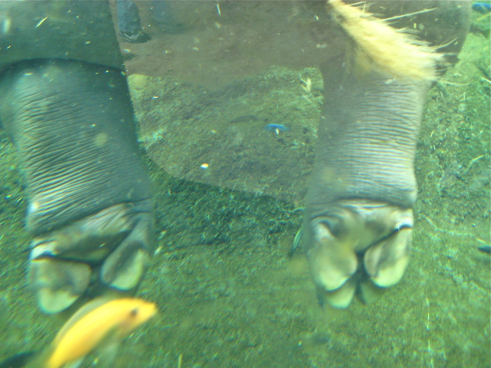 The Desert Chronicles: 20 Things about Hippos