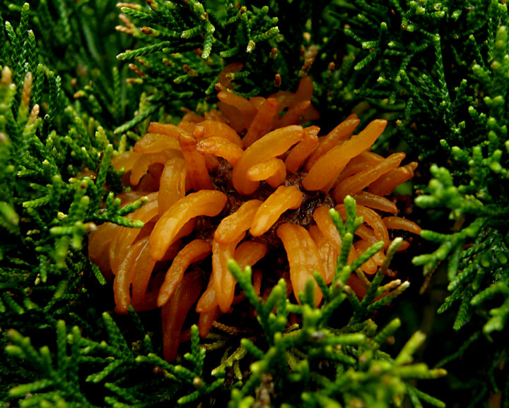 Anybody Seen My Focus?: Cedar-Apple Rust (Gymnosporangium juniperi ...