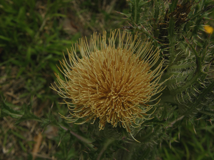 Anybody Seen My Focus?: Yellow Thistle (Cirsium horridulum)